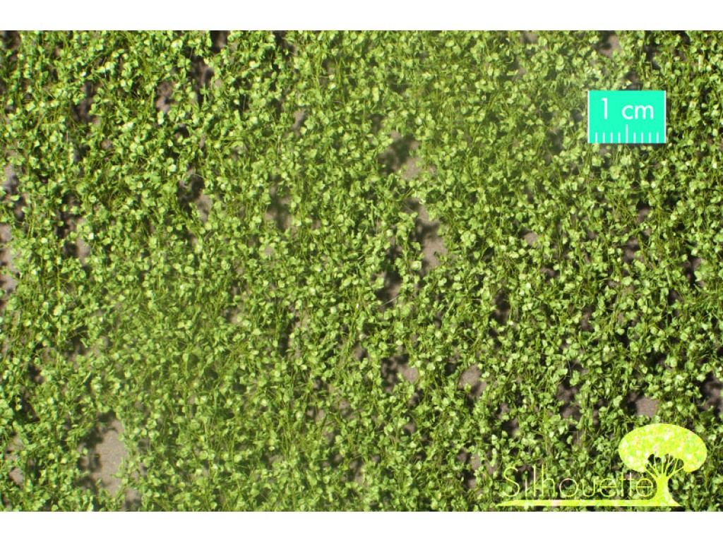 Lombardy Popular Foliage Spring