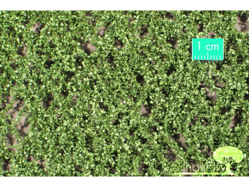 Lombardy Popular Foliage Summer