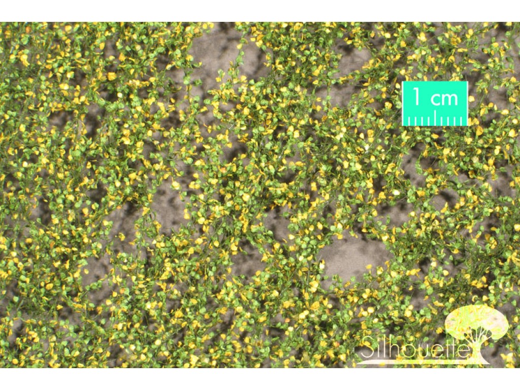 Lombardy Popular Foliage Early Fall