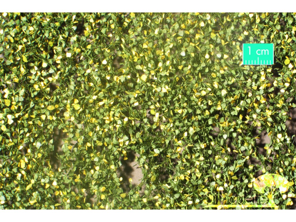 Lombardy Popular Foliage Early Fall (Large)