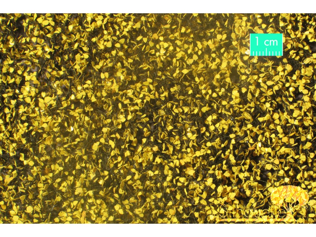 Lombardy Popular Foliage Late Fall (Large)